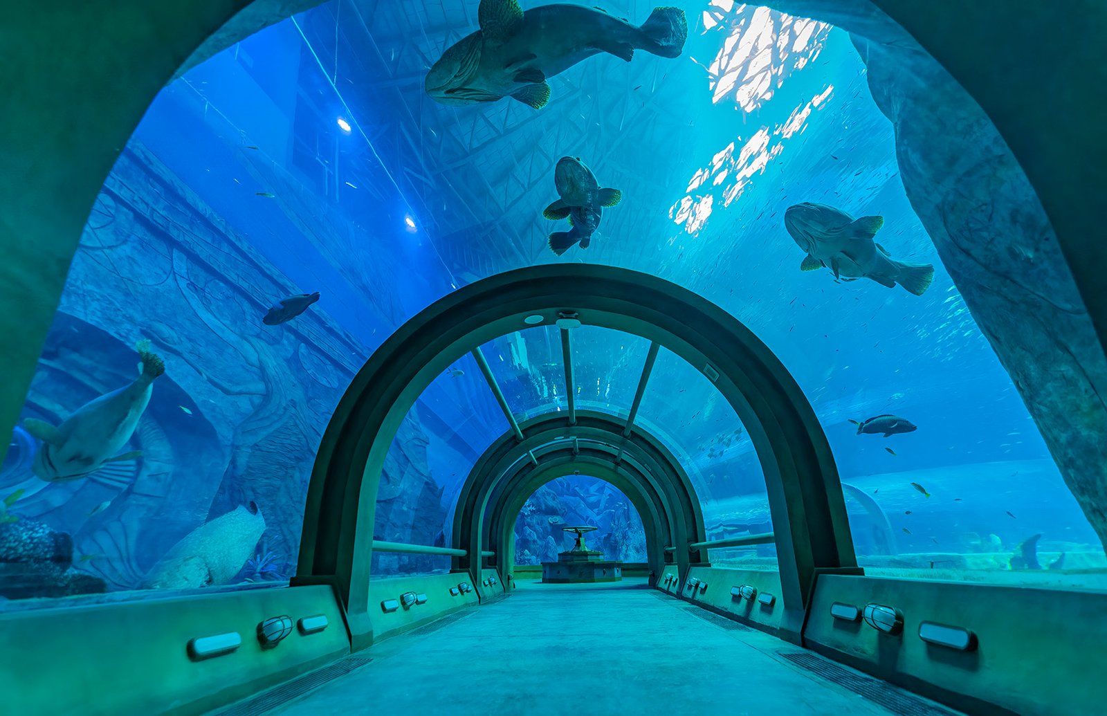 The Largest Aquarium in Vietnam: Sea Shell Aquarium - Adec LSS Website